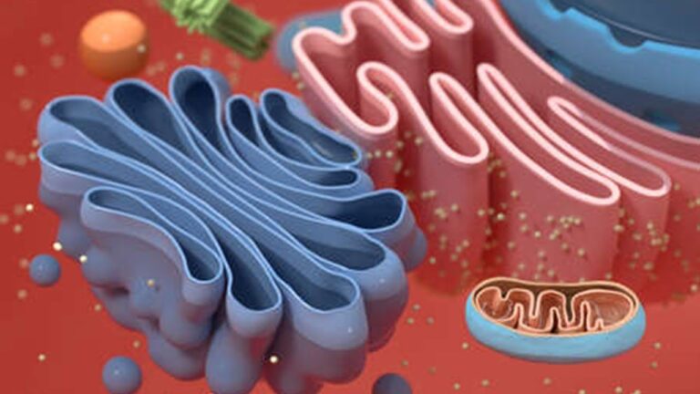 Descubre la estructura y función del retículo endoplasmático rugoso ...