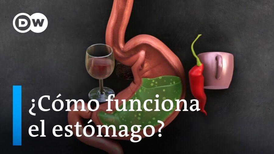 Descubre la sorprendente función del estómago y su impacto en la salud ...
