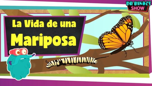 El fascinante proceso de la mariposa explicado de forma sencilla ...