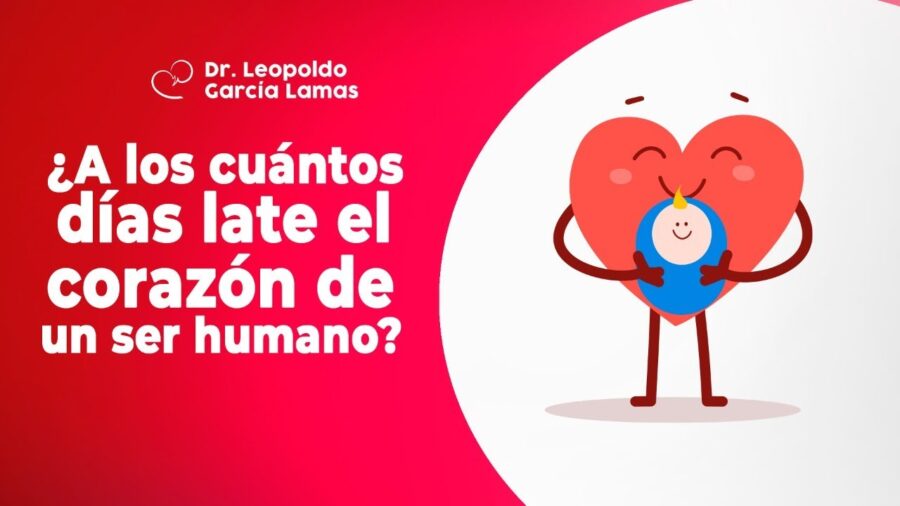 El desarrollo del corazón del bebé: descubre a los cuántos días se ...