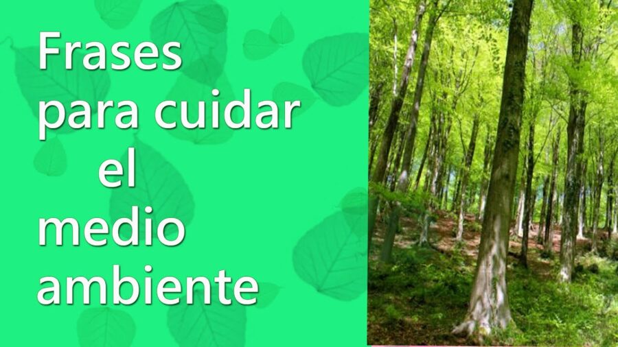 10 lemas inspiradores para cuidar el medio ambiente: Haz tu parte por ...