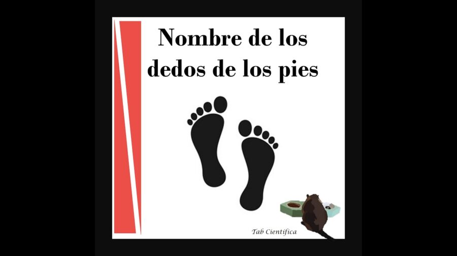 Descubre todo sobre los nombres de los dedos del pie: una guía completa ...