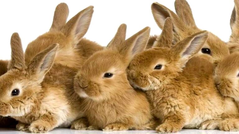 Descubre por qué la reproducción es vital para el equilibrio y ...