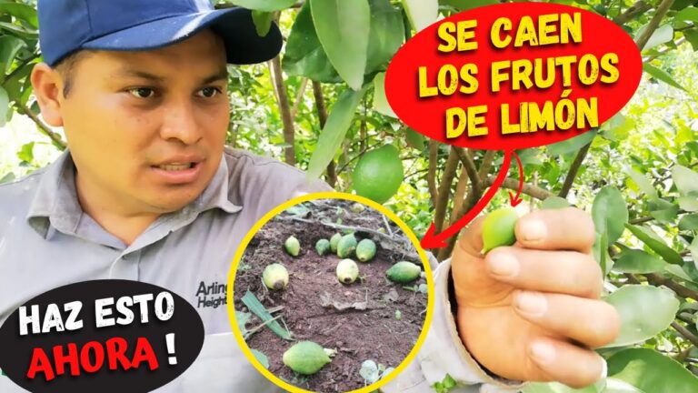 Consejos infalibles para evitar que tus limones pequeños se caigan ...