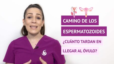 Tiempo crucial: Descubre cuántos días tarda el óvulo fecundado en ...