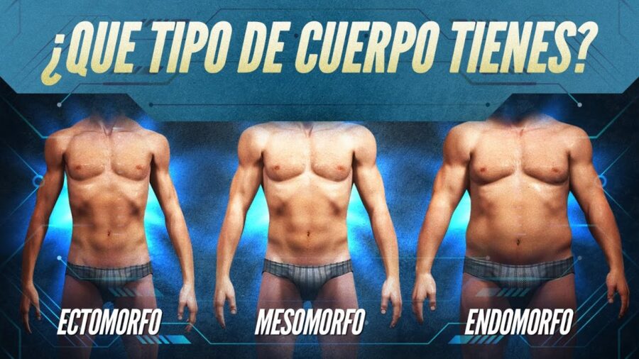 Descubre los tipos de cuerpo: Endomorfo, Ectomorfo y Mesomorfo: ¿Cuál es el tuyo? - Educación ...
