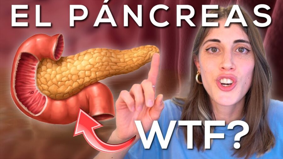 Todo lo que necesitas saber sobre la función del páncreas en el aparato ...